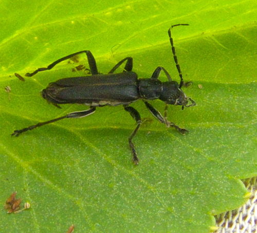 Genus Malthesis · iNaturalist