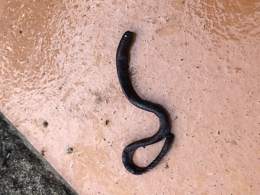 Earthworms from Rua José Simão Félix, Palmeira das Missões, RS, BR on ...