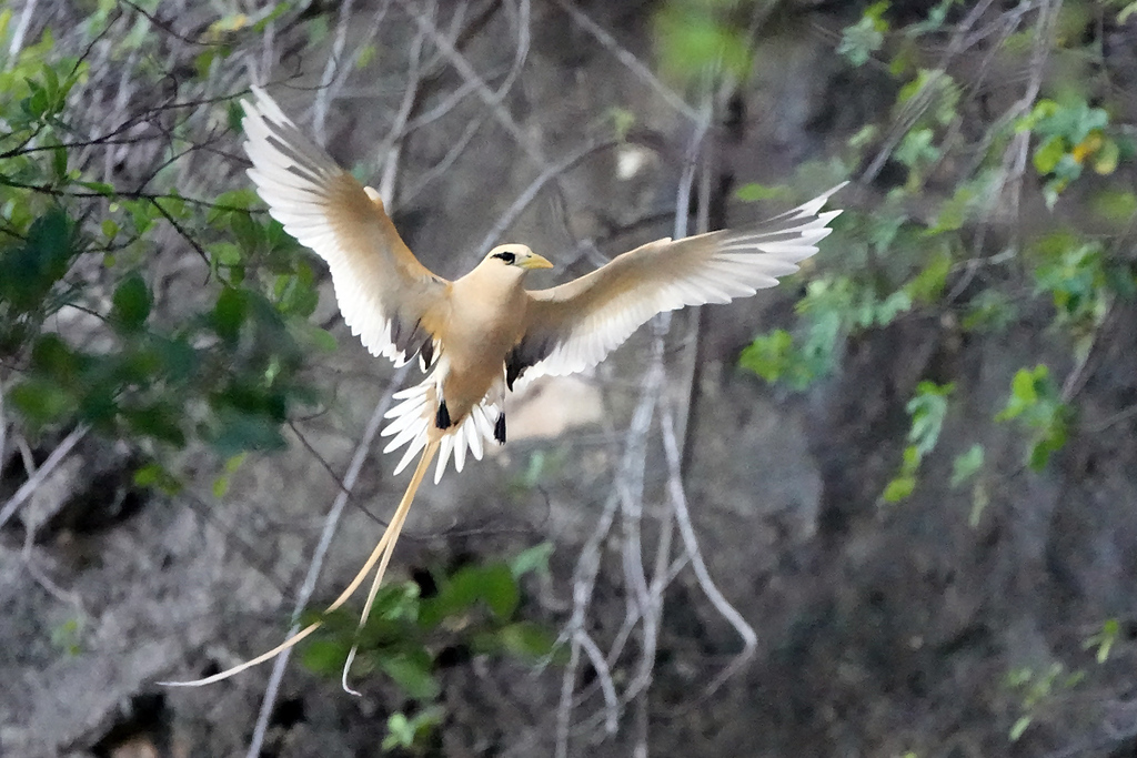 Golden Bosun from 6798, Christmas Island on December 26, 2019 at 04:48 ...