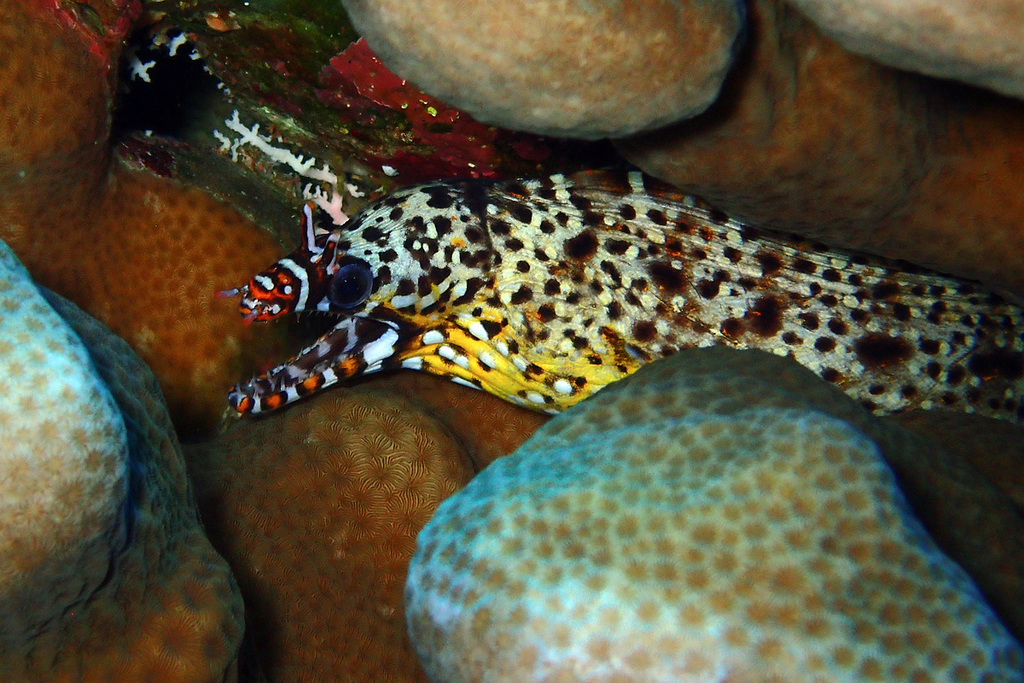 Dragon Moray from 6798, Christmas Island on December 26, 2019 at 12:09 ...