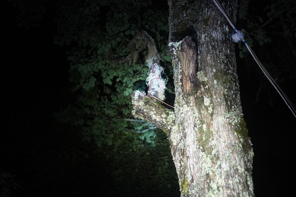 Kelung Cat Snake from 浙江省丽水市云和县半岭 on December 25, 2025 at 02:43 AM by ...