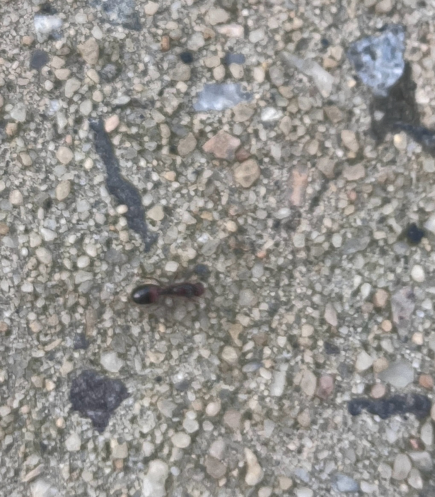 Red Imported Fire Ant from Mountain View Rd, Statesville, NC, US on ...