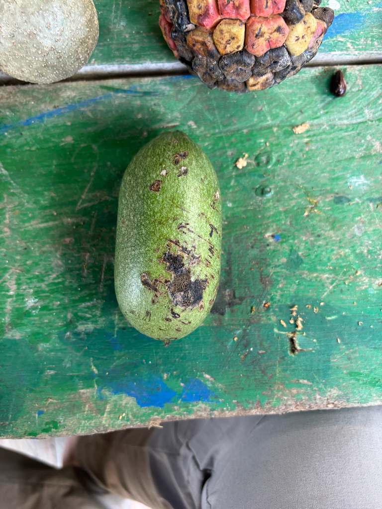 gourd family from Loreto, PE on December 24, 2025 at 07:53 AM by Dave ...
