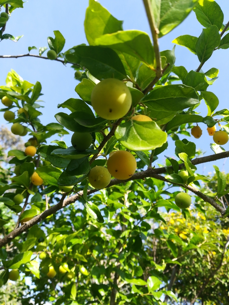 plants from Quito, EC-PI, EC on January 25, 2020 at 08:29 AM by Naia ...