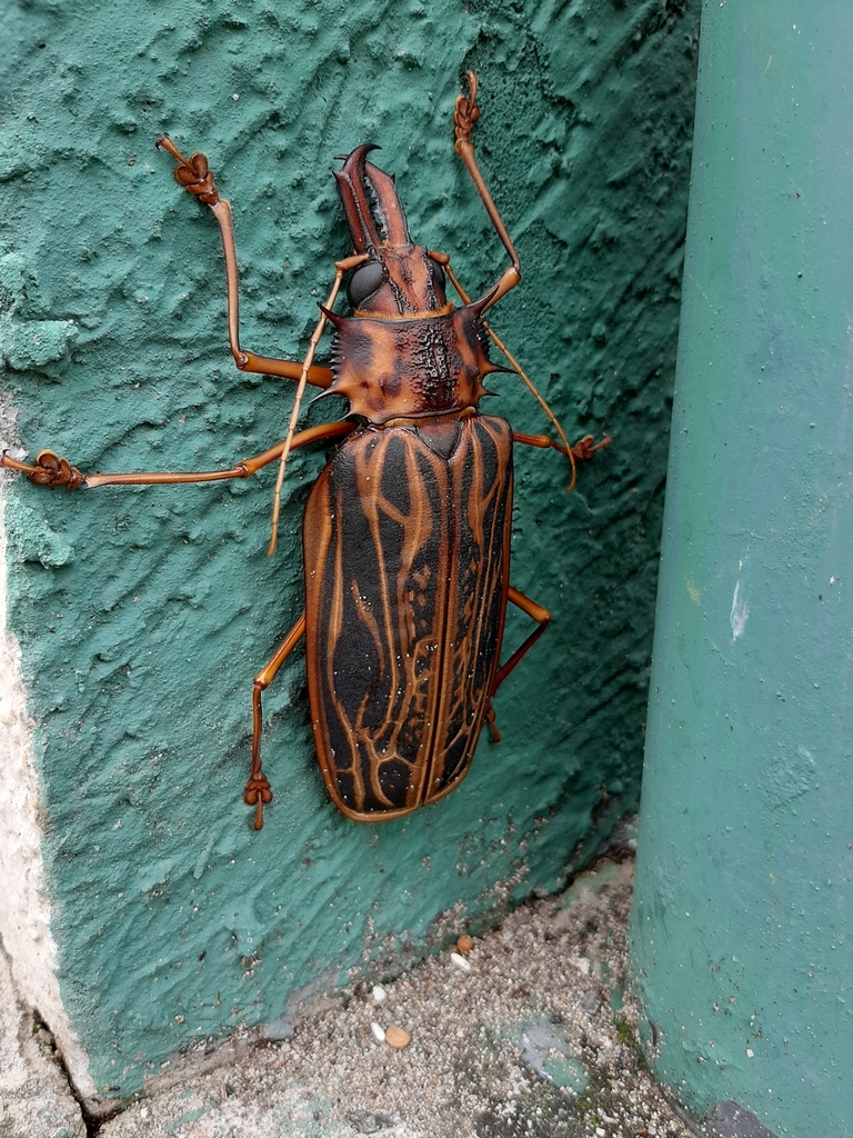 Giant Jawed Sawyer in January 2020 by Luis Cartuche Macas · iNaturalist