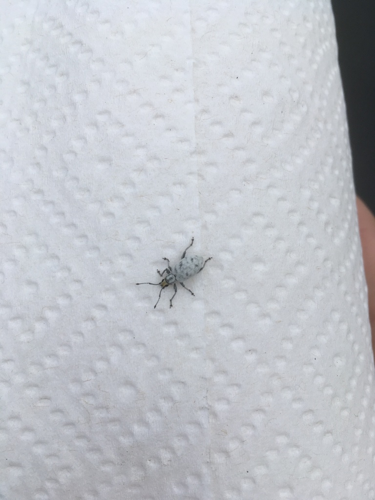 Sri Lanka Weevil from Sidney Marcus Blvd NE, Atlanta, GA, US on January ...