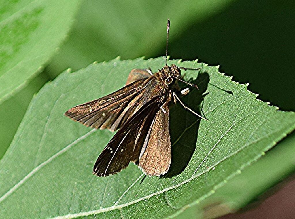 Clouded Skipper from Industrial, Augusta, GA, USA on October 18, 2025 ...