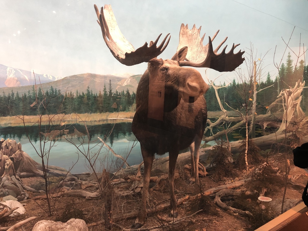 Moose from Science Park, Boston, MA, US on January 25, 2020 at 03:23 PM ...