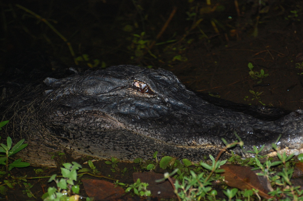 American Alligator from Miami-Dade County, FL, USA on December 25, 2015 ...