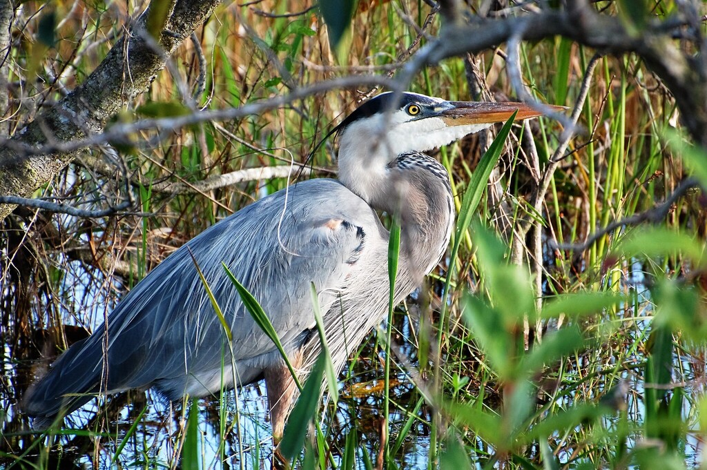 Great Blue Heron from Miami-Dade County, FL, USA on December 25, 2015 ...