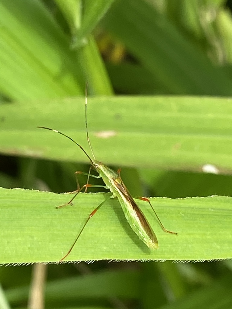 rice bugs from Stann Creek, BZ on January 21, 2020 at 12:28 PM by Megan ...