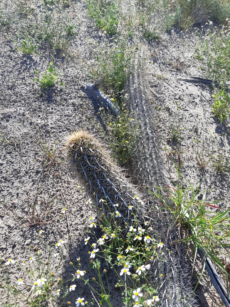 Creeping Devil in January 2020 by Palacios Castro. Machaerocereus Eruca ...