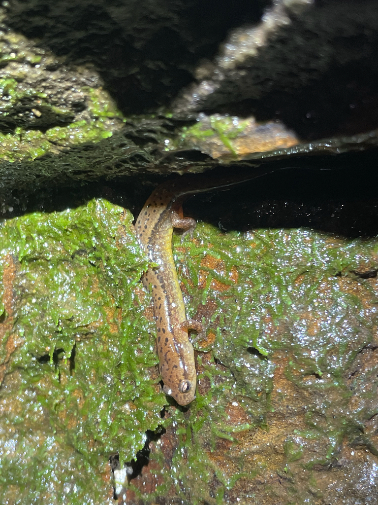 Brownback Salamander in November 2025 by Dylan Beck · iNaturalist