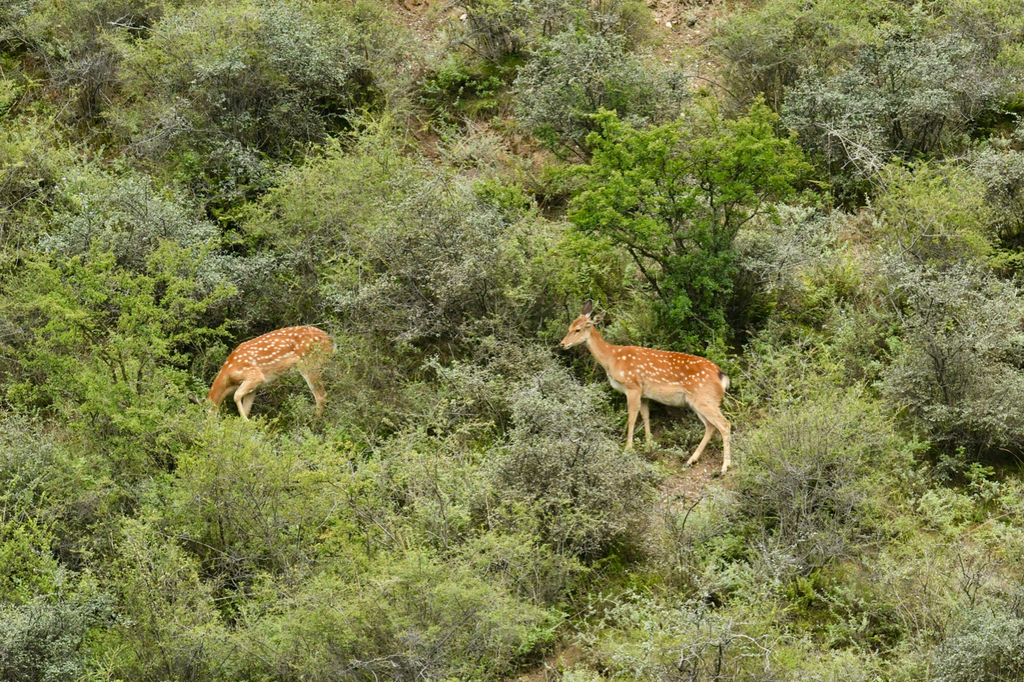 Sichuan Sika Deer in August 2019 by HUANG QIN · iNaturalist