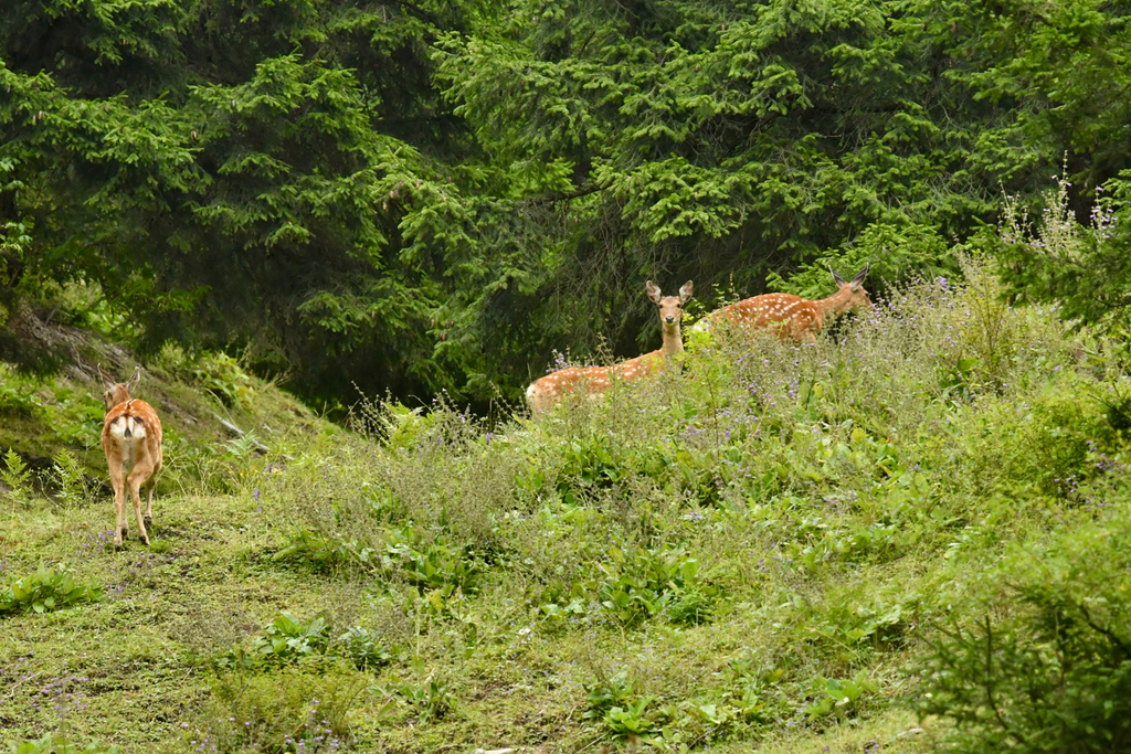 Sichuan Sika Deer in August 2019 by HUANG QIN · iNaturalist