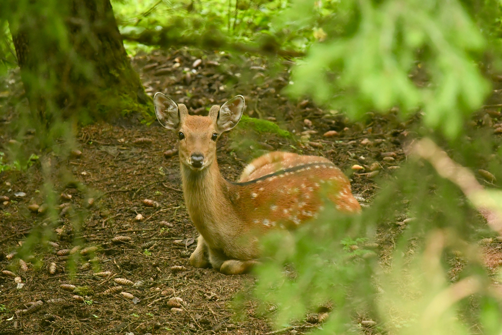 Sichuan Sika Deer in August 2019 by HUANG QIN · iNaturalist