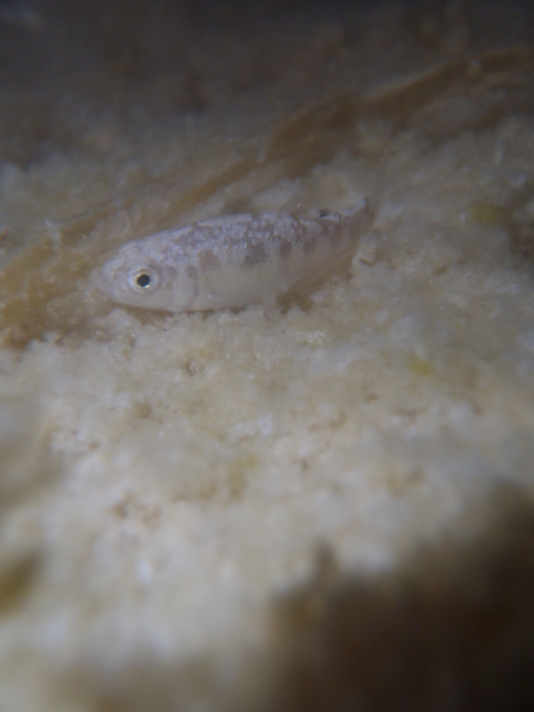 Bolson Pupfish from Lagunita, Cuatro Ciénegas, Coahuila, Mexico on June ...