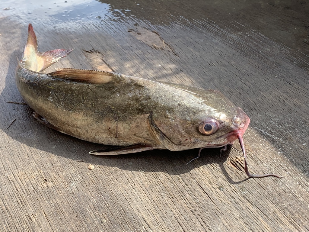 Spotted Sea Catfish (Arius maculatus) - Marine Life Identification