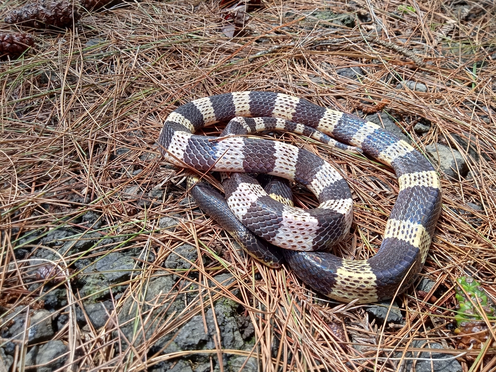 Malayan Krait from Cimacan, Kec. Cipanas, Kabupaten Cianjur, Jawa Barat ...
