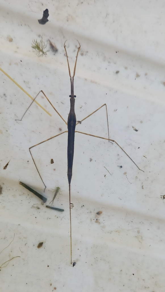 Needle Bug from Bayside - Brighton, AU-VI, AU on December 28, 2025 at ...