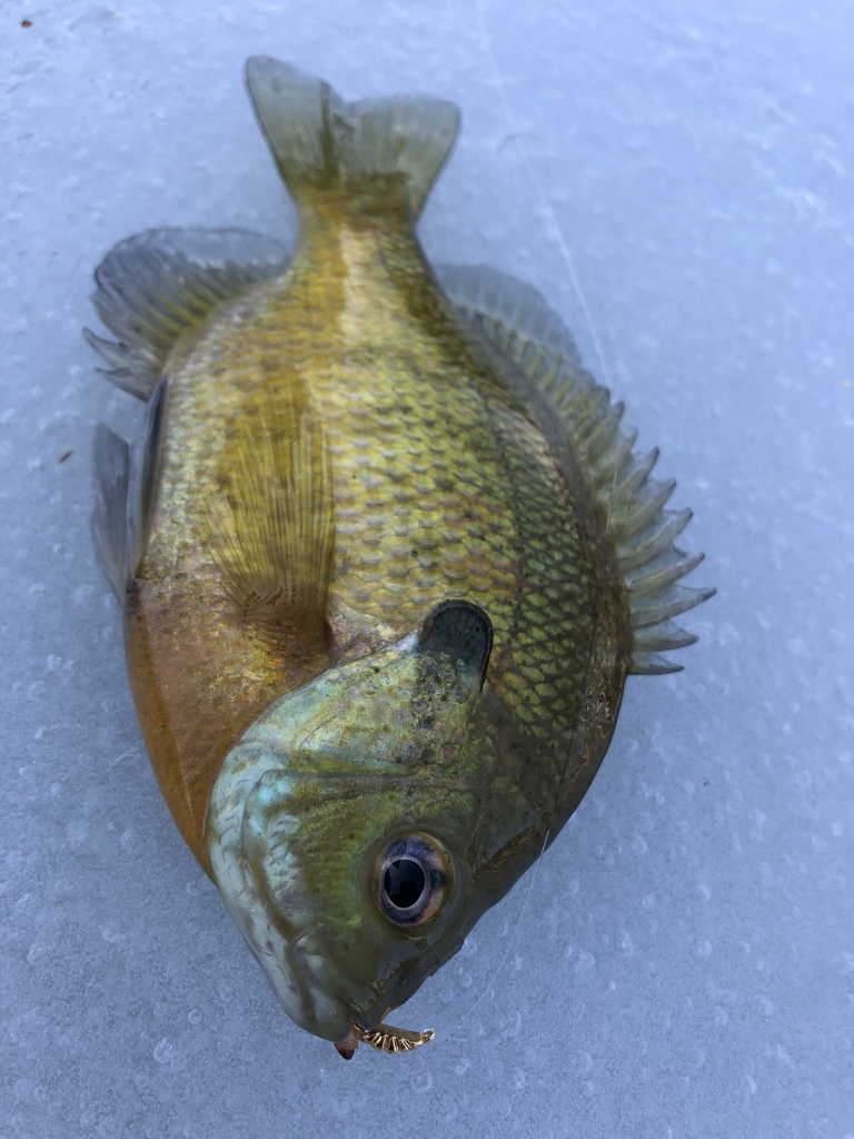 Bluegill in January 2020 by Tom Preney · iNaturalist
