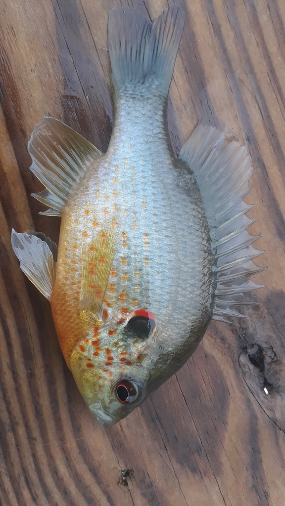 Common Sunfishes from Bayfront Park, 6200 Bayfront Park Dr, Daphne, AL ...