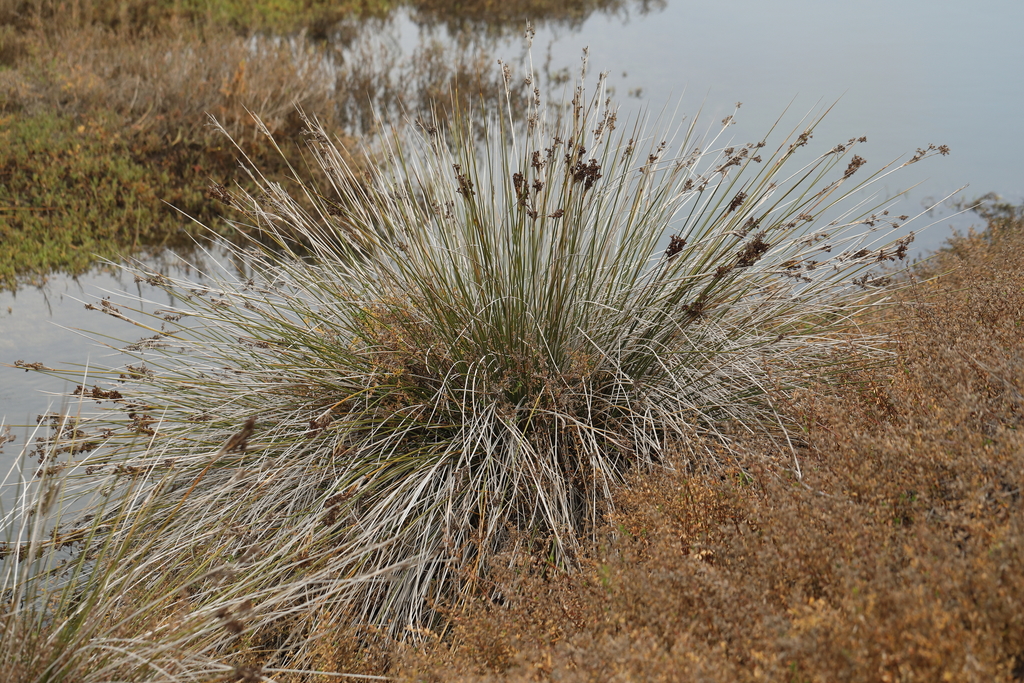 Southwestern Spiny Rush from San Diego, California, United States on ...