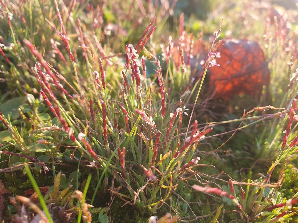 Early Sand-grass from Gironde, Aquitaine, FR on December 28, 2025 at 04 ...
