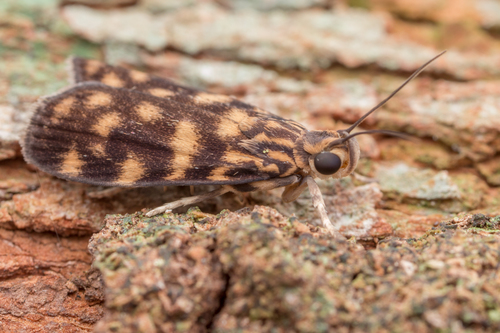 Genus Moca · iNaturalist United Kingdom