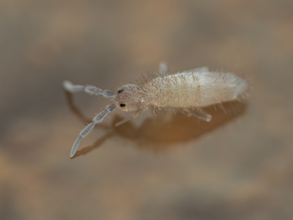 Slender Springtails in December 2025 by Andrés Better. In a cave ...