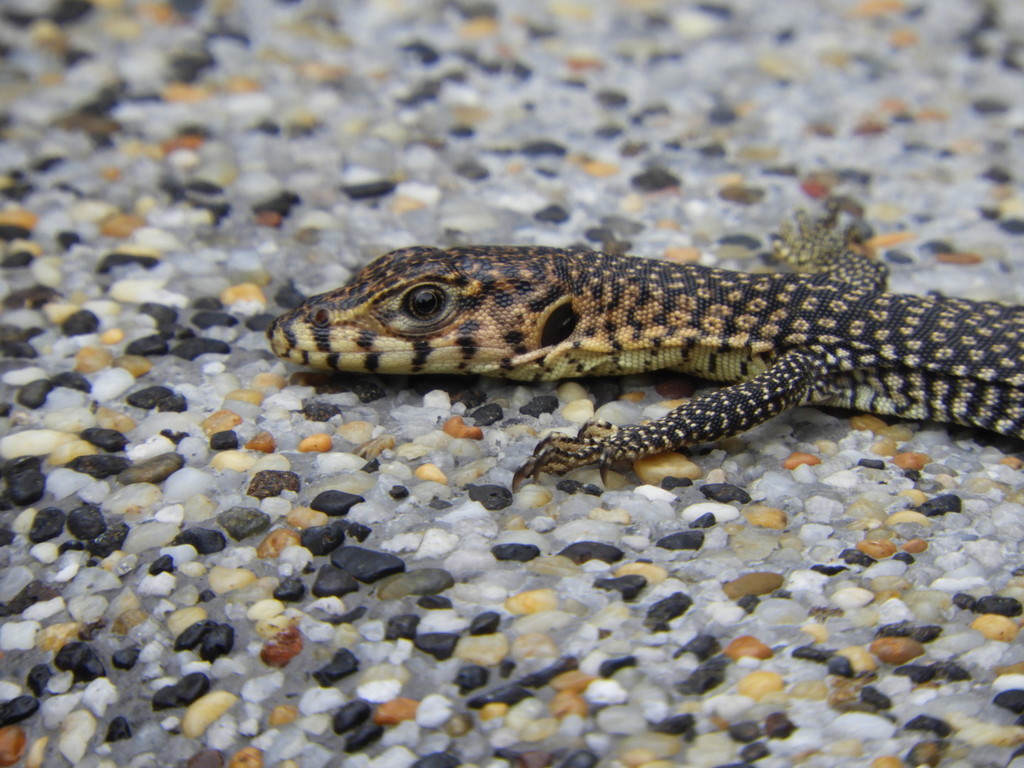 Rusty Monitor in January 2020 by Paul Allen. Rusty monitors previously ...