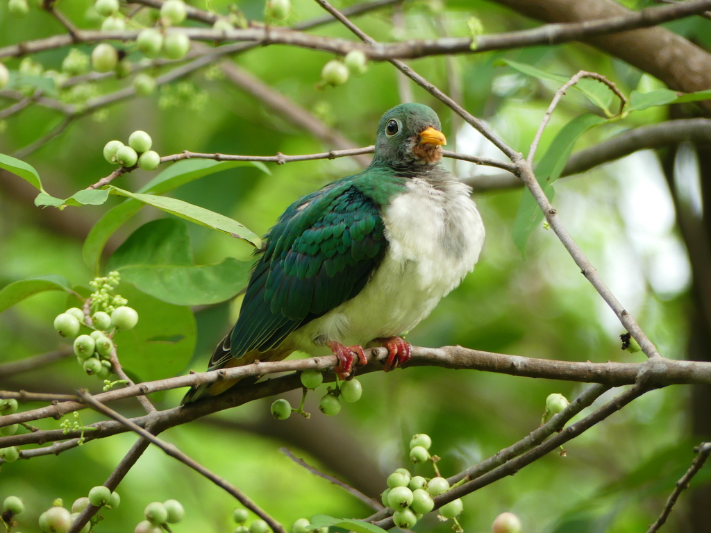 Female Jambu Fruit Dove