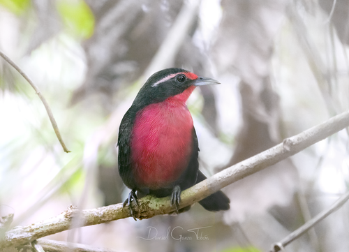 Rosy Thrush-Tanager (Rhodinocichla rosea) · iNaturalist