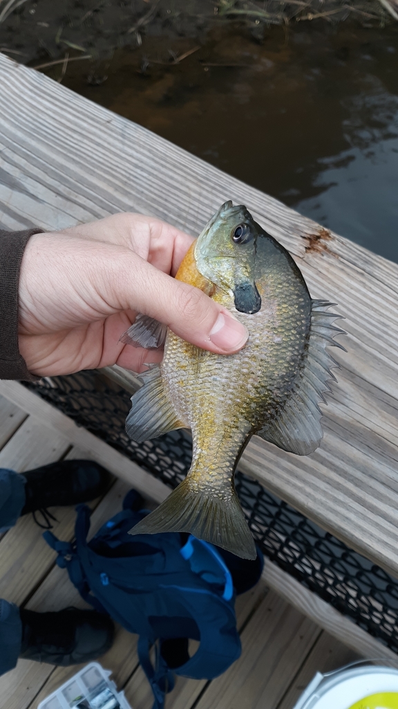 Bluegill from Bayfront Park, 6200 Bayfront Park Dr, Daphne, AL 36526 ...