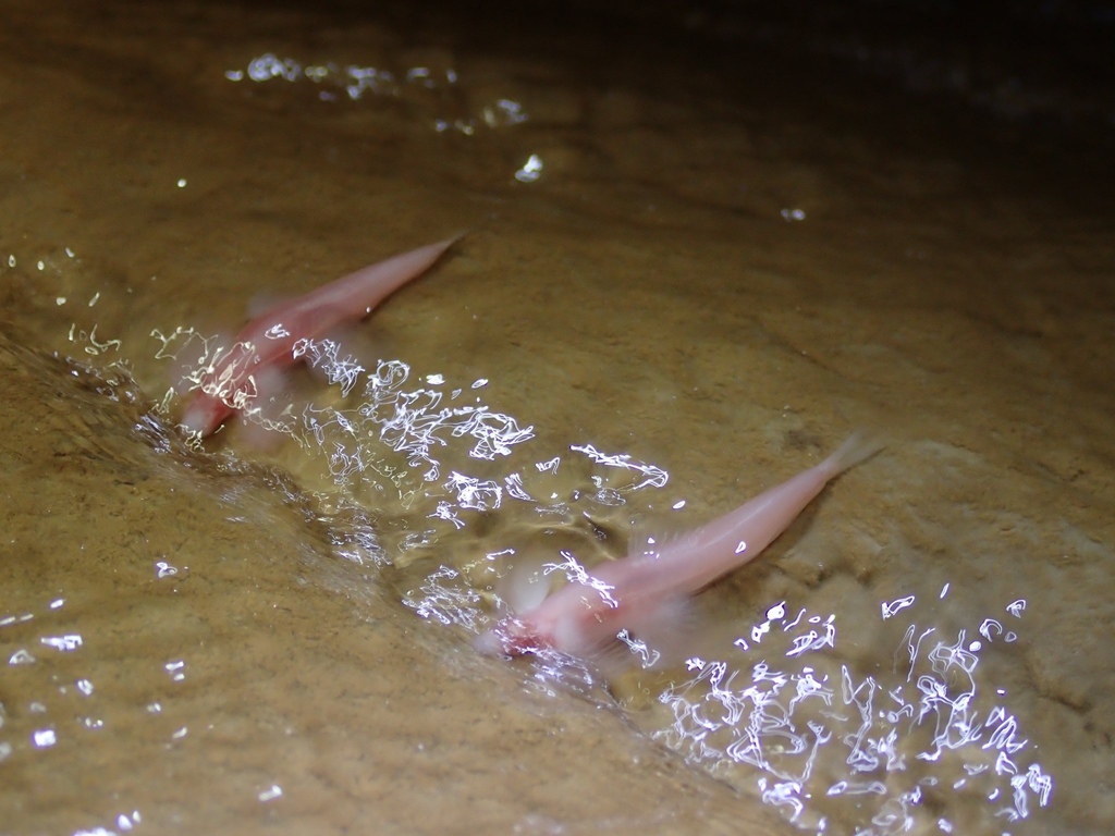 (Cryptotora) - Marine Life Identification