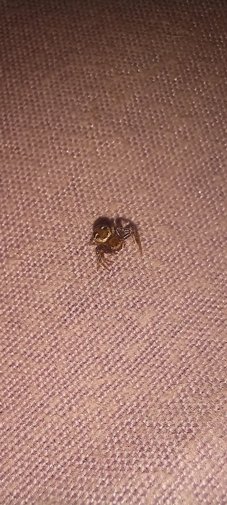 Marloth's Crab Spider from Mossel Bay Local Municipality, South Africa ...