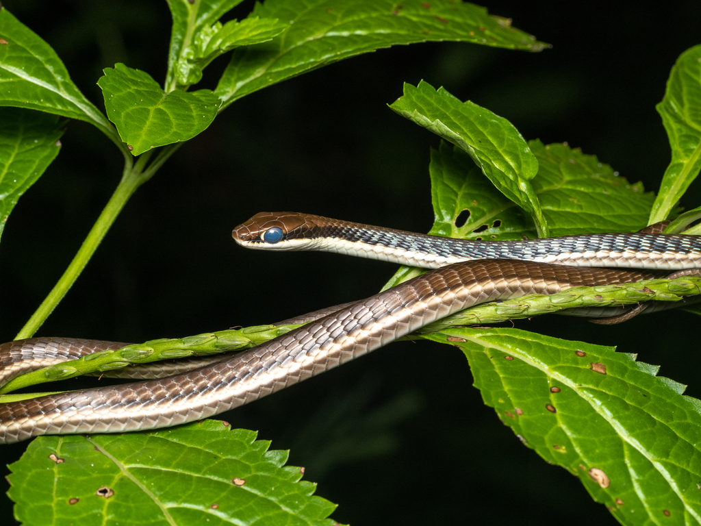 Painted Bronzeback from Bukit Lawang, Bohorok, Langkat Regency, North ...