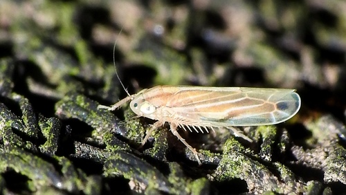 Genus Yamatotettix · iNaturalist