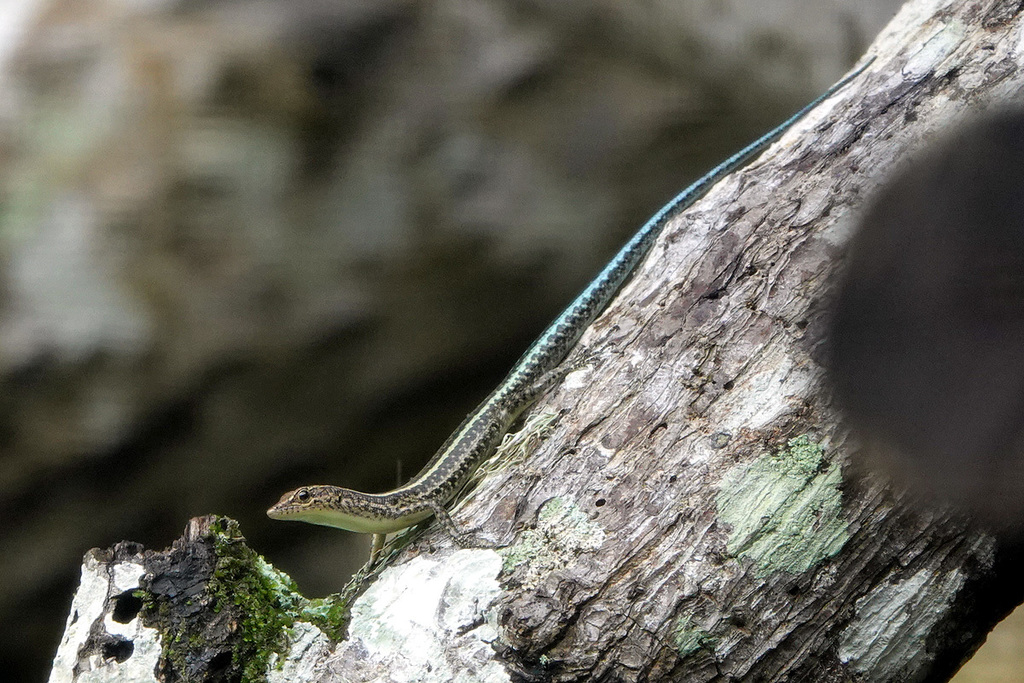 Blue-tailed Snake-eyed Skink in December 2019 by Carol Kwok · iNaturalist