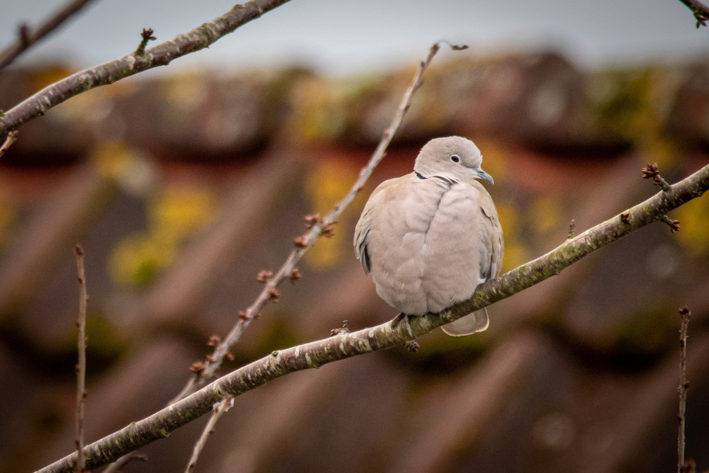 Eurasian Collared-Dove from Vassøy, Vassøy, Rogaland, NO on January 28 ...