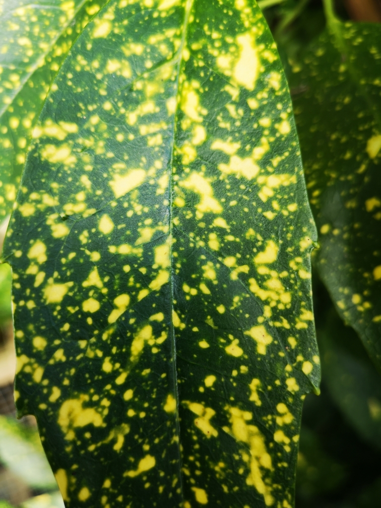 Aucuba ringspot virus from Borehamwood, UK on January 28, 2020 at 12:20 ...