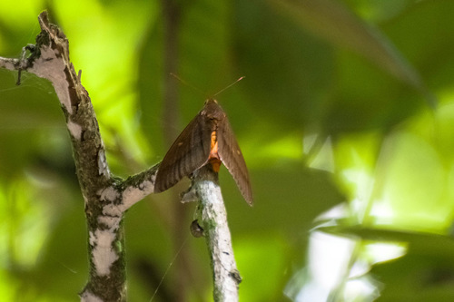 Genus Yagra · iNaturalist