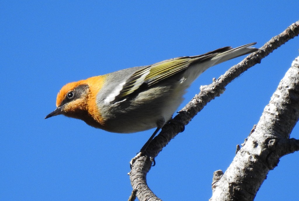 Olive Warbler from Saltillo, Coah., México on January 27, 2020 at 10:36 ...