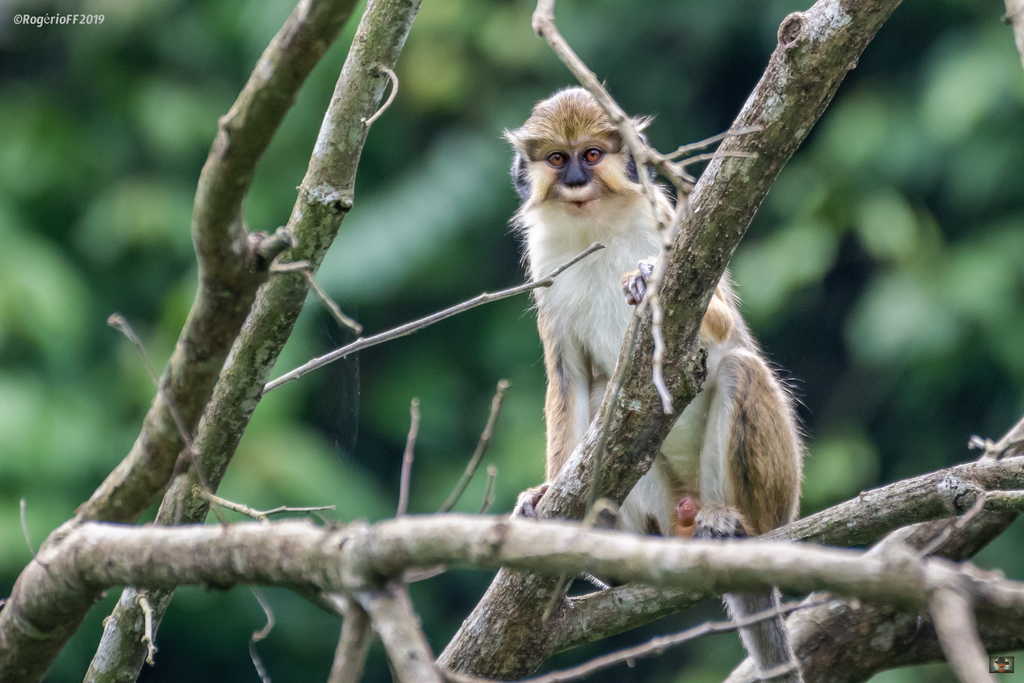 Southern Talapoin in December 2019 by Rogério Ferreira · iNaturalist