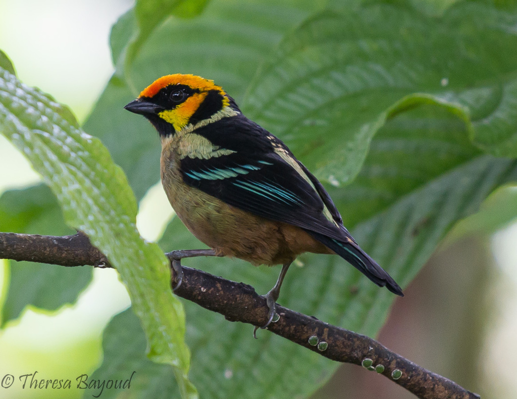 Flame-faced Tanager (Tangara parzudakii) - Avian Discovery