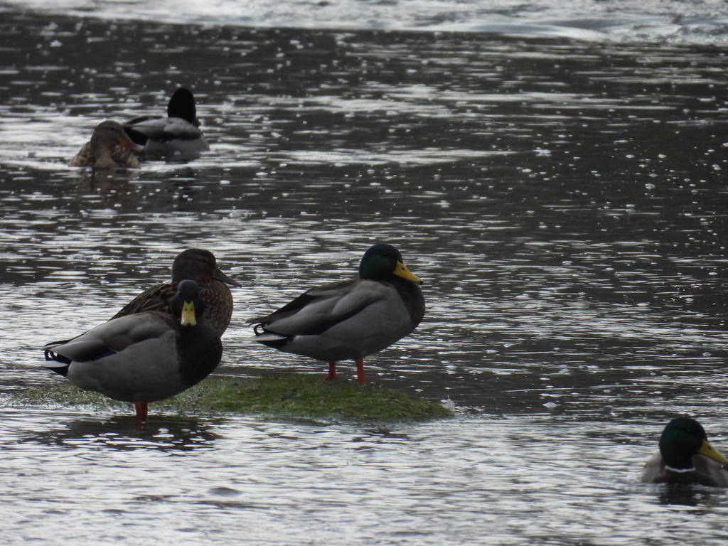 Mallard from Madrid, Spain on January 2, 2026 at 01:00 PM by Luis ...