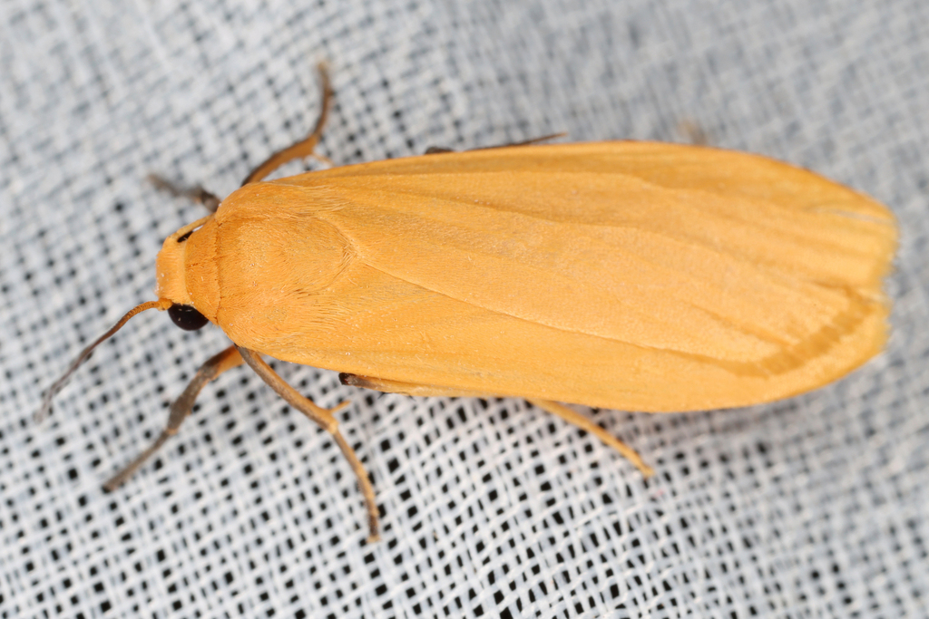 Lichen Moths from Salaza, Palauig, Zambales, Philippinen on January 21 ...
