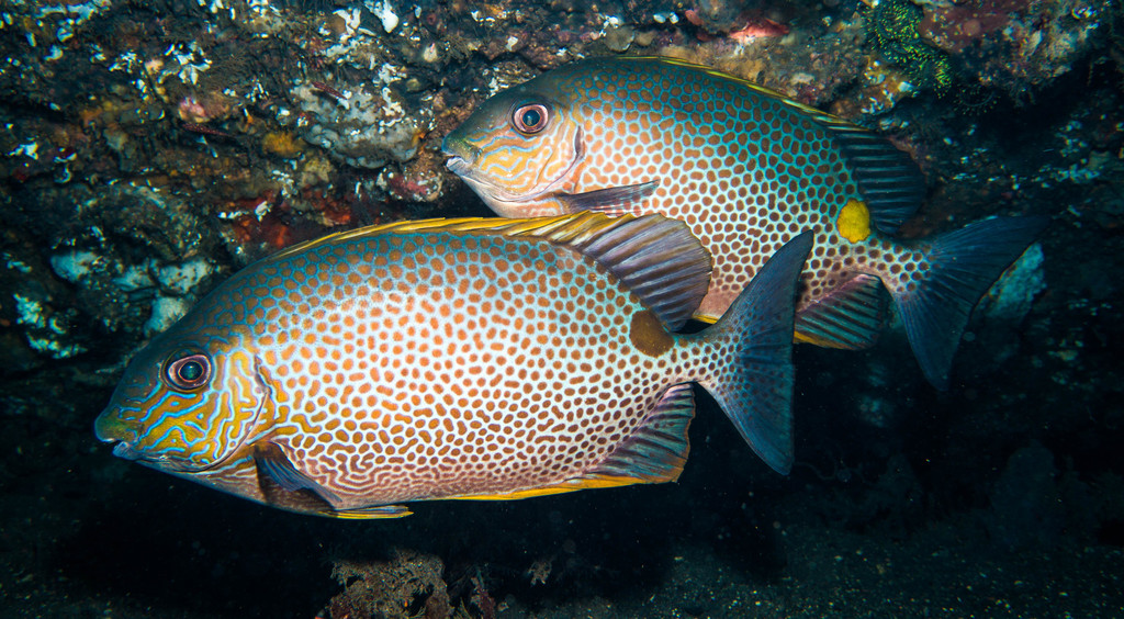 Golden Rabbitfish from Liberty Wreck, Tulamben, Bali on January 3, 2020 ...