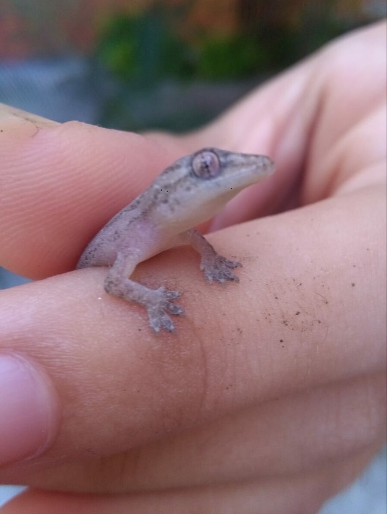Asian House Gecko from Guayaquil, Ecuador on January 29, 2020 at 11:22 ...