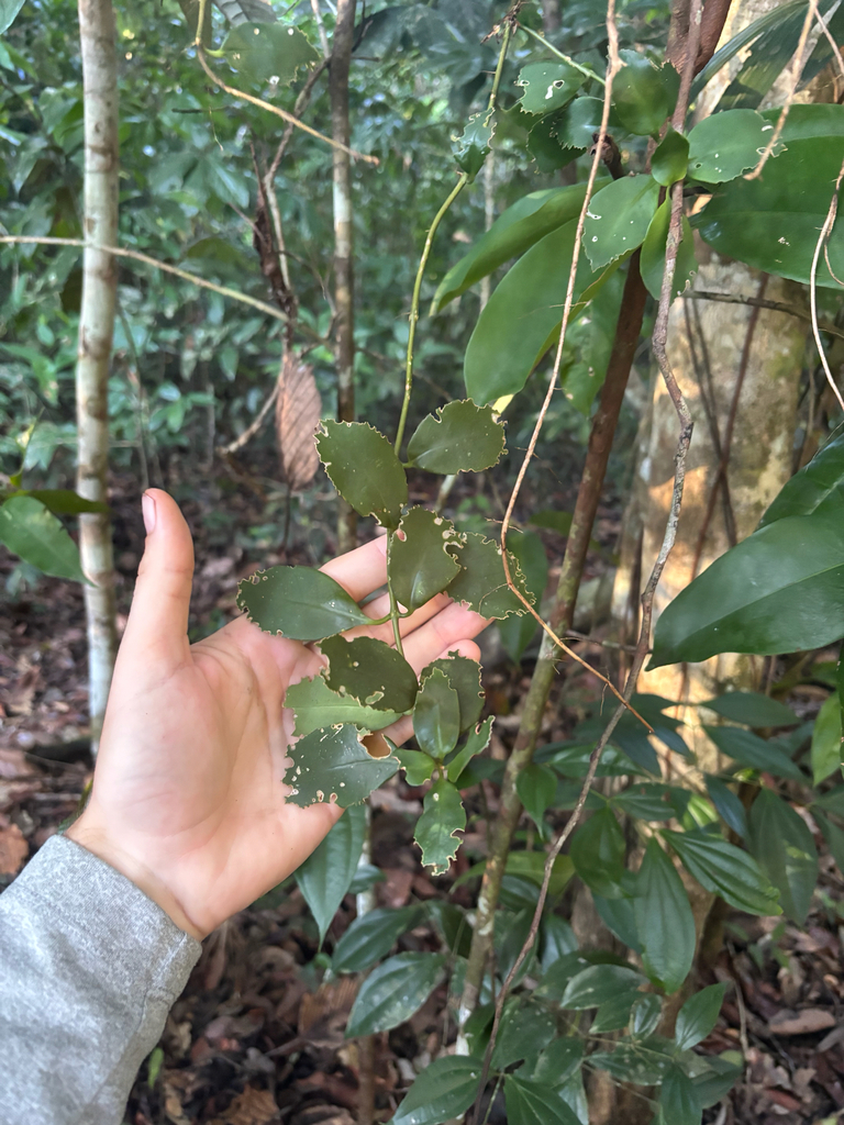 radiator plants from Loreto, PE on January 2, 2026 at 05:31 PM by Dave ...